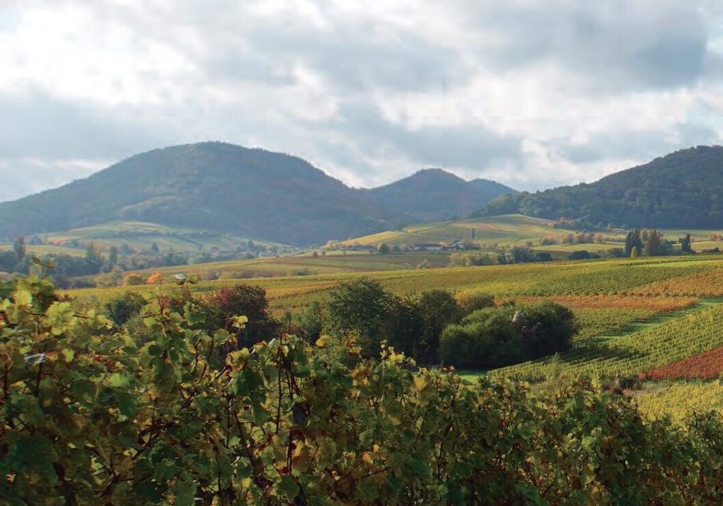 Deli Picada Y Comida Peruana 《 OPINIONES